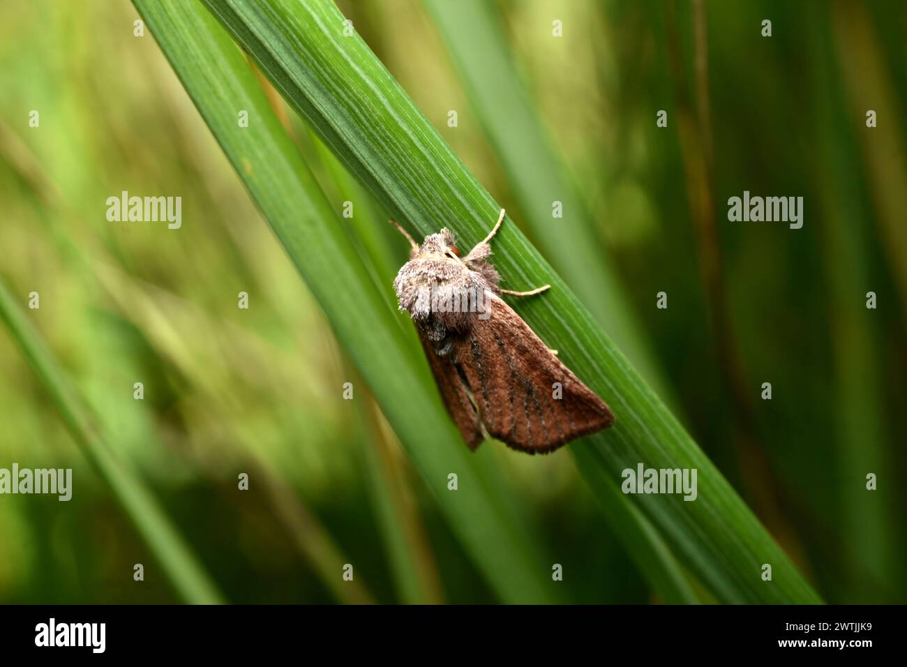 Night moth Great reed armyworm hides in the grass during the day Stock ...