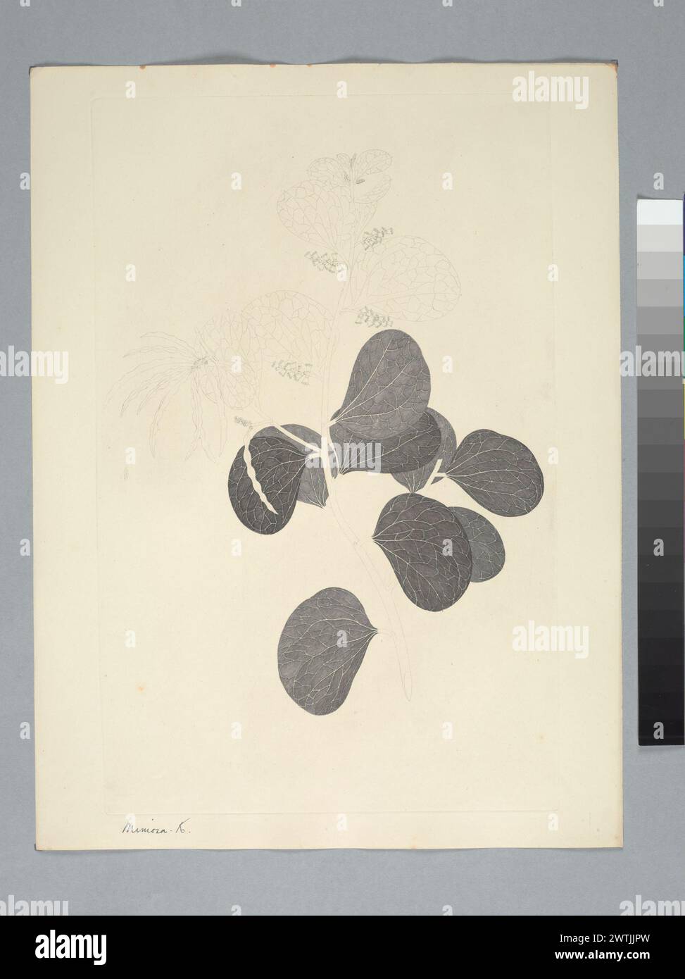 Acacia humifusa A. Cunningham ex Bentham prints, copper engravings ...