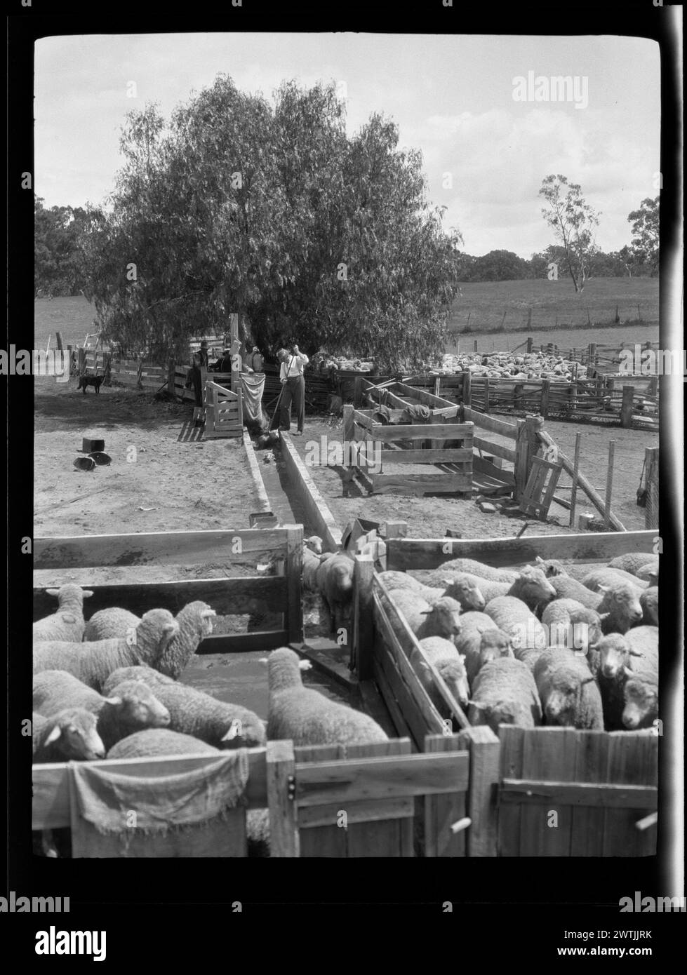 Silver sheep Black and White Stock Photos & Images - Alamy