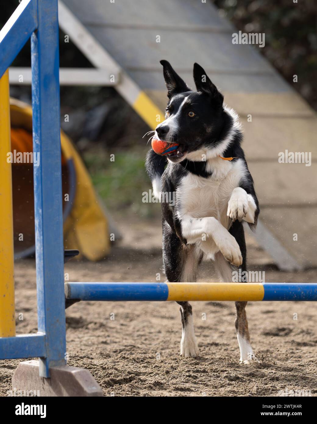 Border collie doing Agility with Ball Stock Photo - Alamy