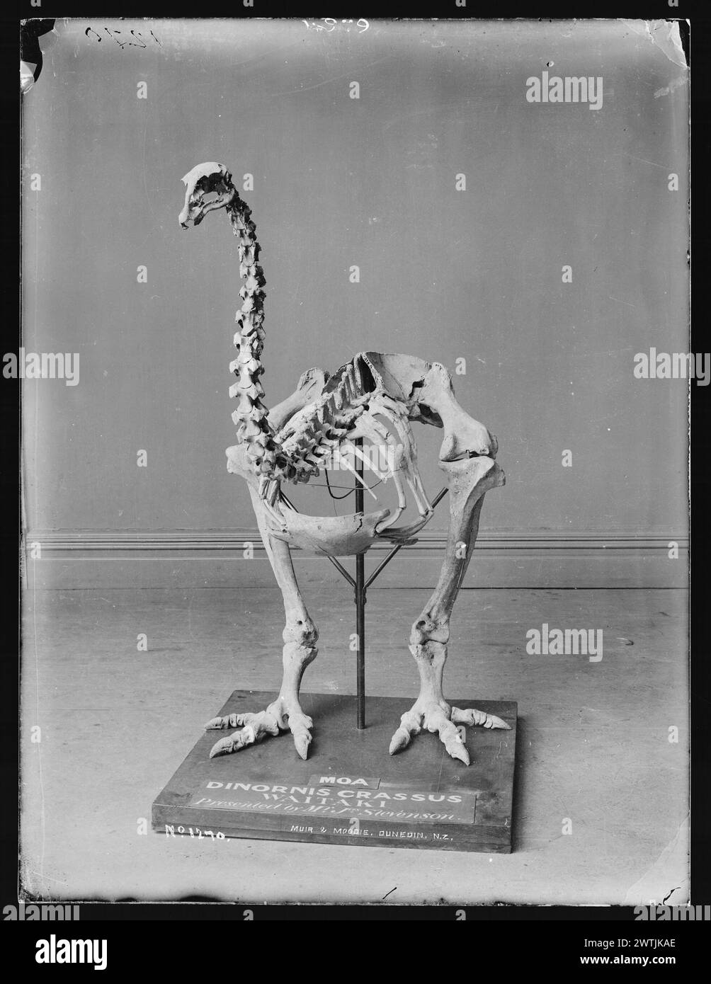 Moa skeleton gelatin dry plate negatives, black-and-white negatives ...