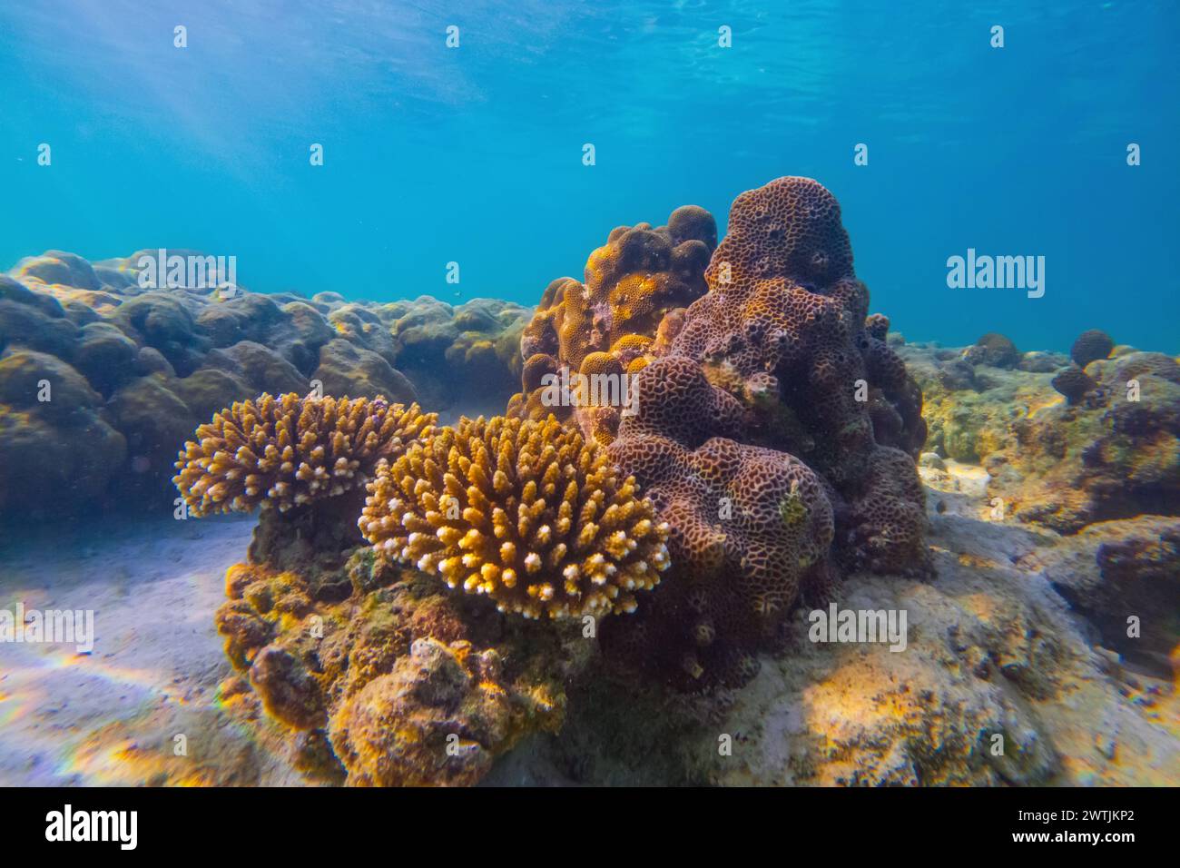 Vibrant underwater landscape showcasing a prominent coral with a fish ...