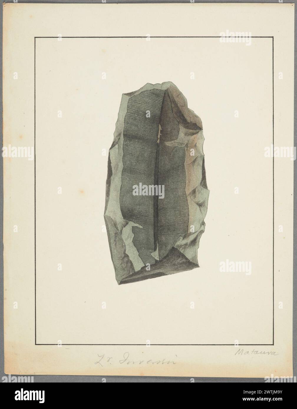 Fossil plant specimen. works on paper Stock Photo - Alamy