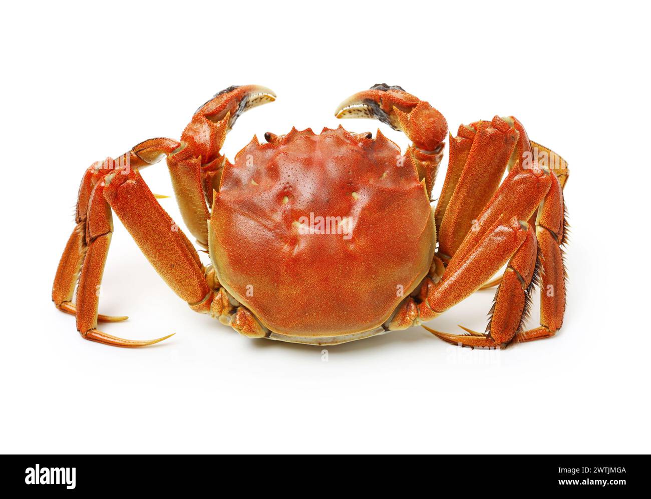 Cooked river crab isolated in white background Stock Photo - Alamy