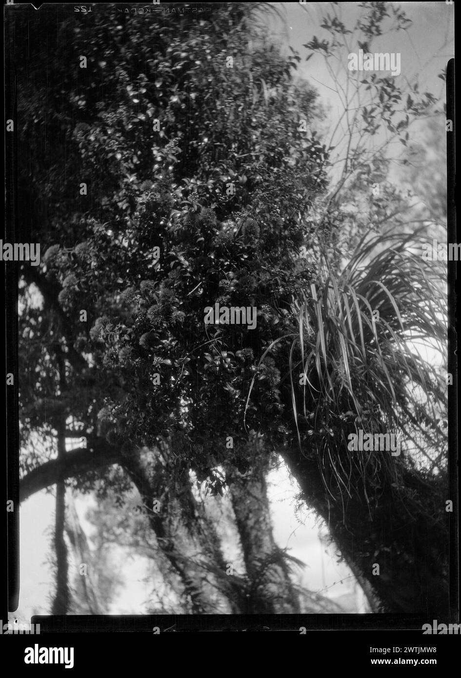 Nature studies - 1929 Nitrate negatives, black-and-white negatives ...