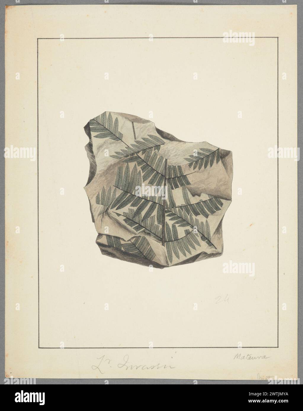 Fossil plant specimen. works on paper Stock Photo - Alamy