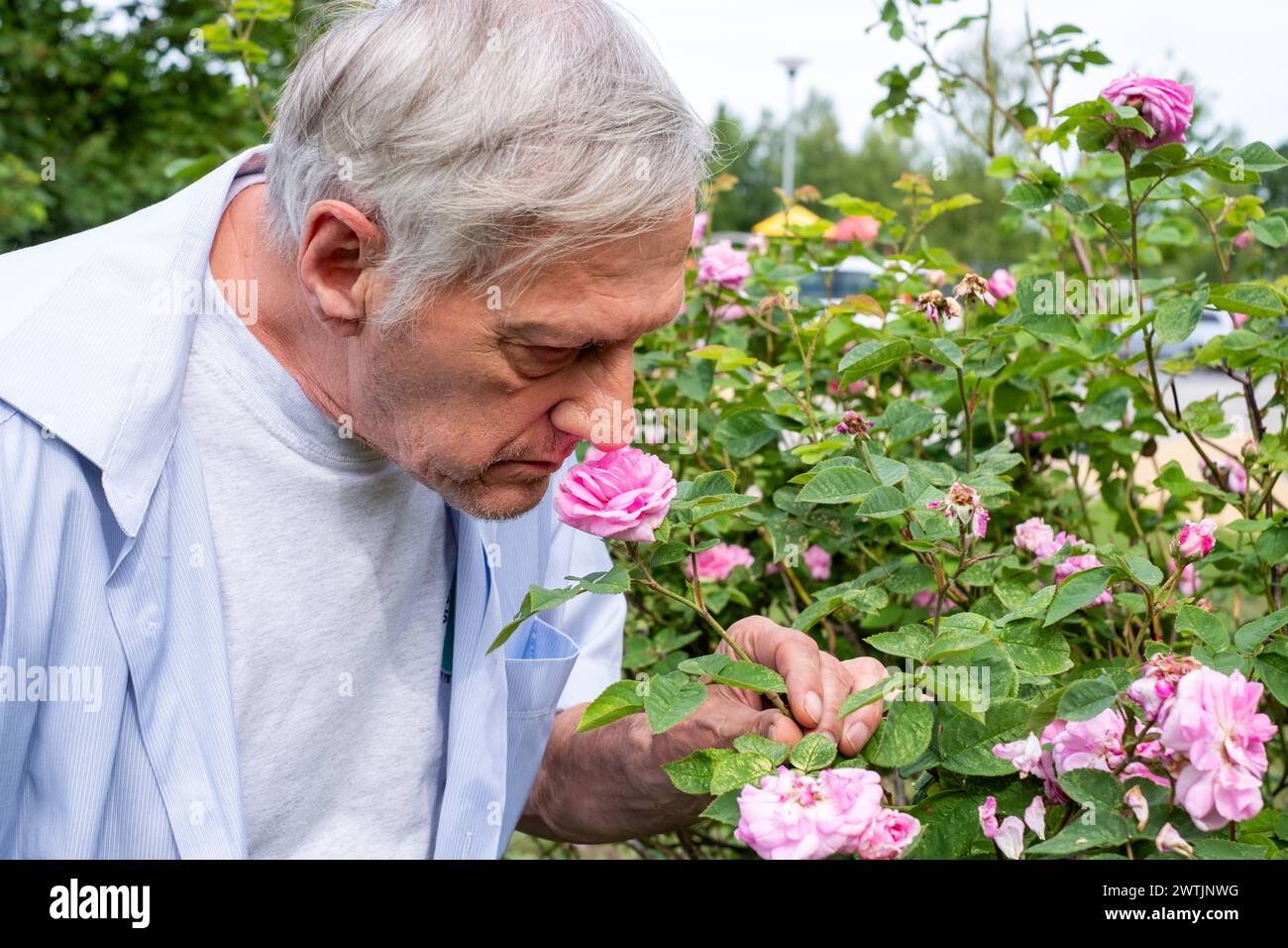 Senior man smelling roses hi-res stock photography and images - Alamy