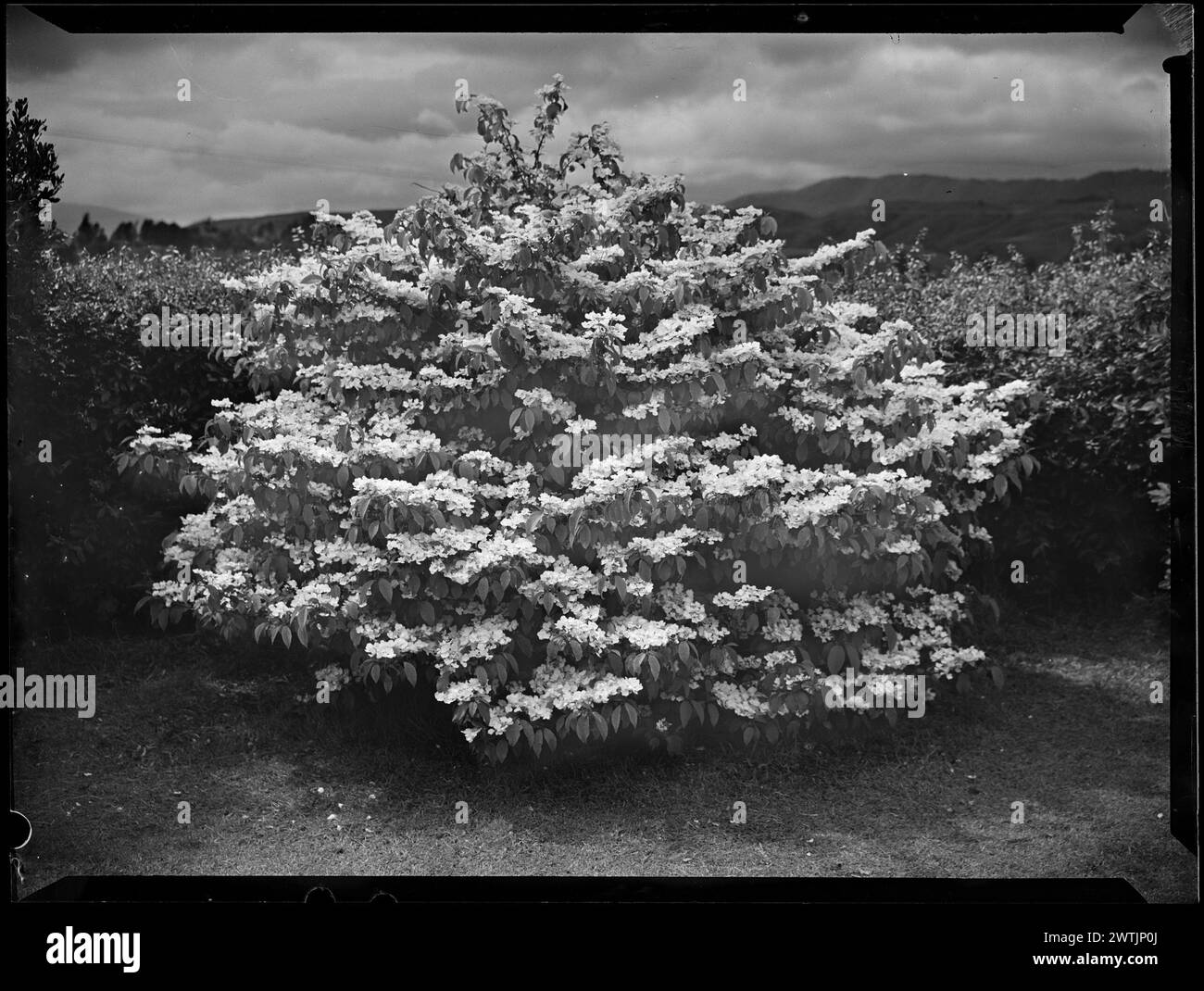 Flowering tree gelatin silver negatives, black-and-white negatives ...