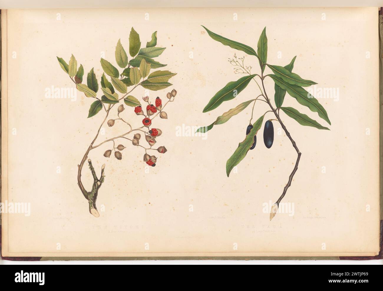 The Titoki. A Forest-Tree / The Taua. A Large Forest-Tree Plate 13 ...