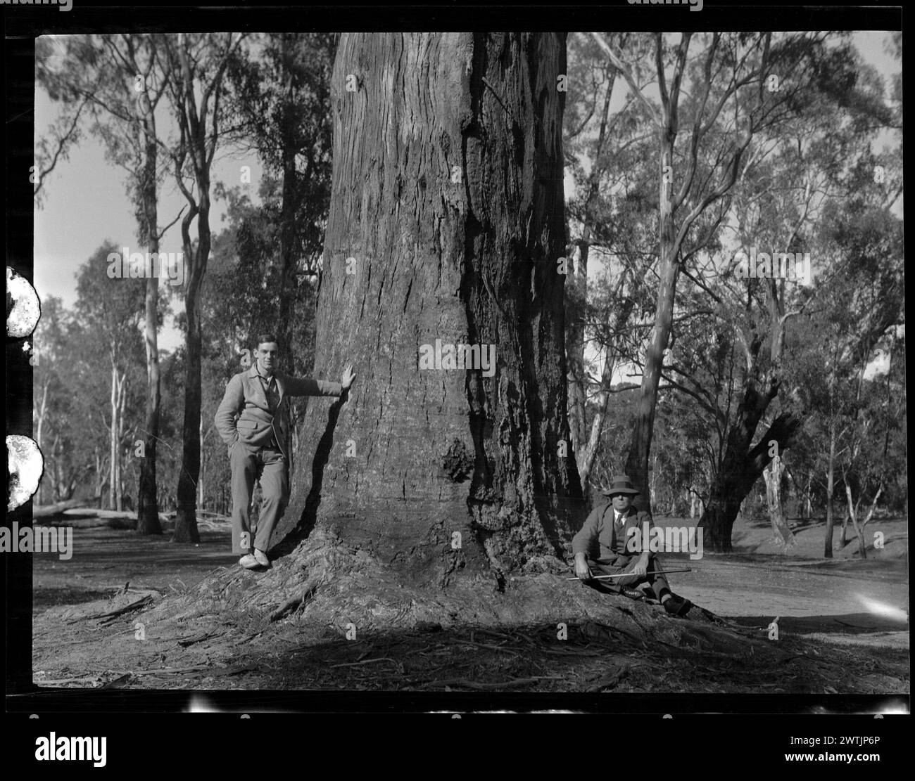 Two men and a big tree gelatin silver negatives, black-and-white ...