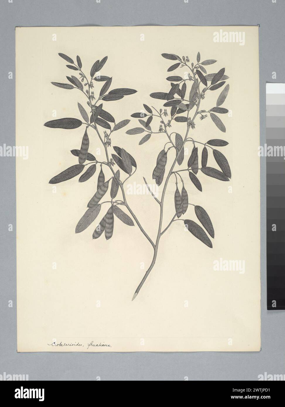 Lamprolobium fruticosum Bentham prints, copper engravings, line ...