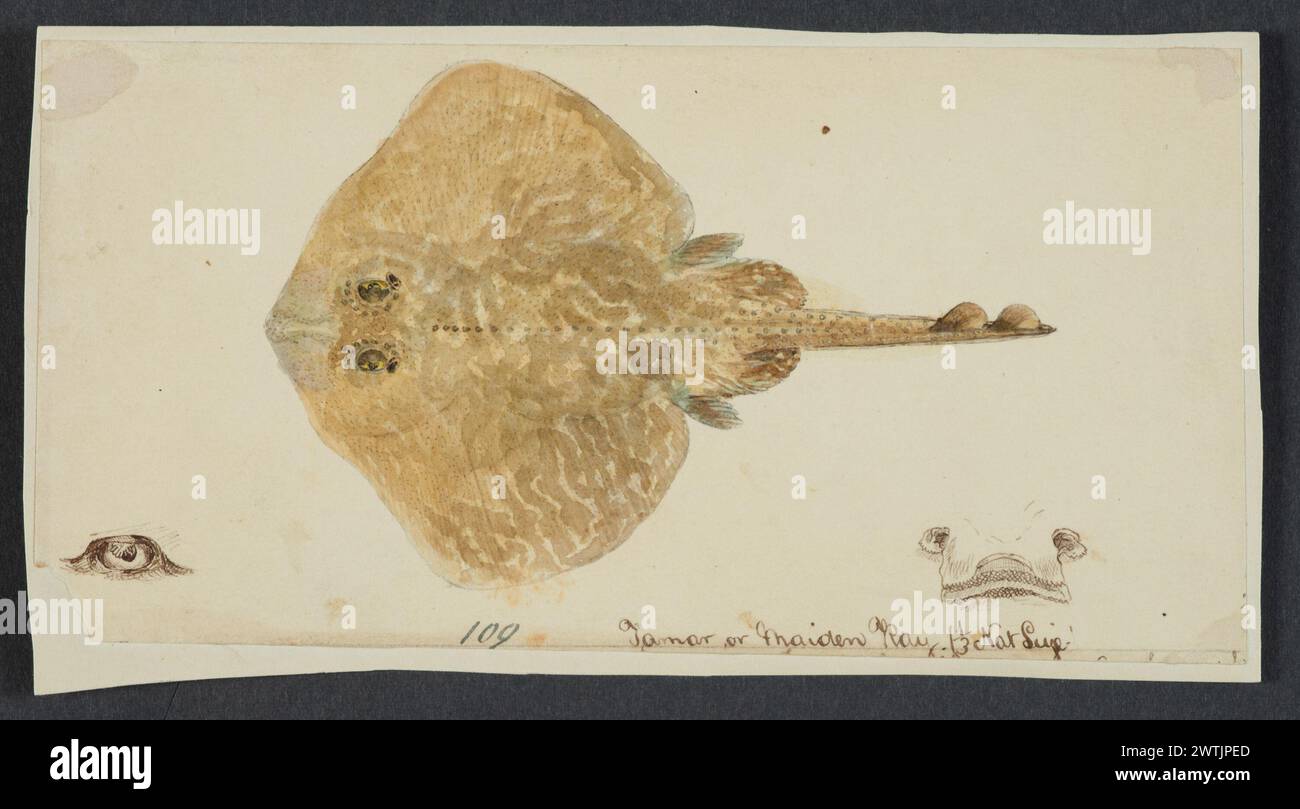 Rajidae hi-res stock photography and images - Alamy