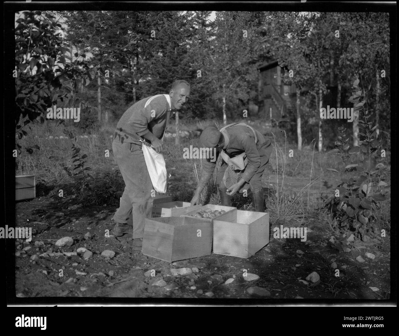 Apple harvesting orchard Black and White Stock Photos & Images - Alamy