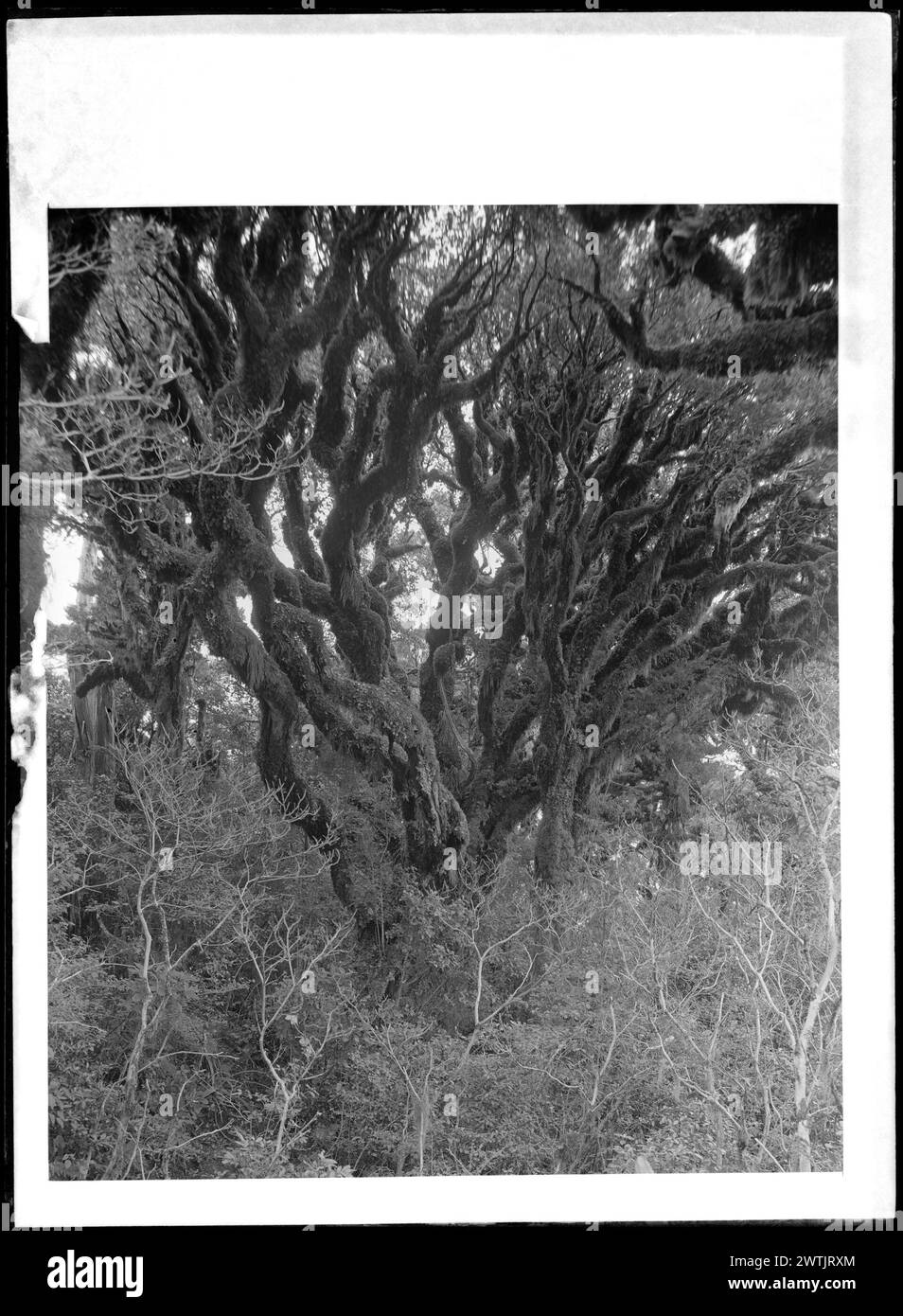 Branches capture Black and White Stock Photos & Images - Alamy