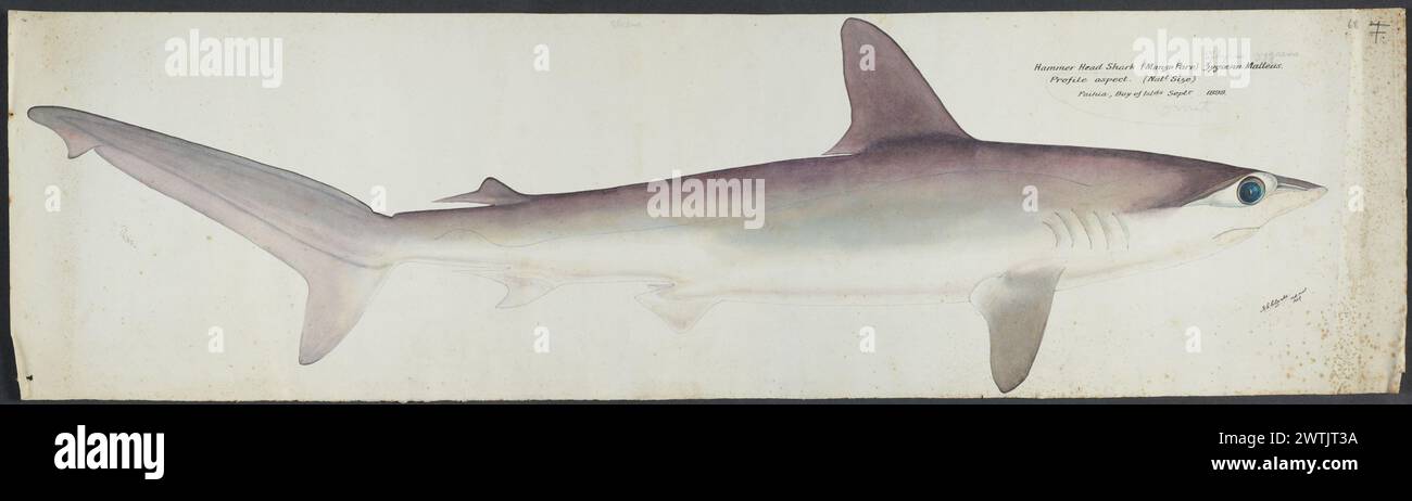 Sphyrna zygaena (NZ) - Hammerhead shark, profile aspect works on paper ...