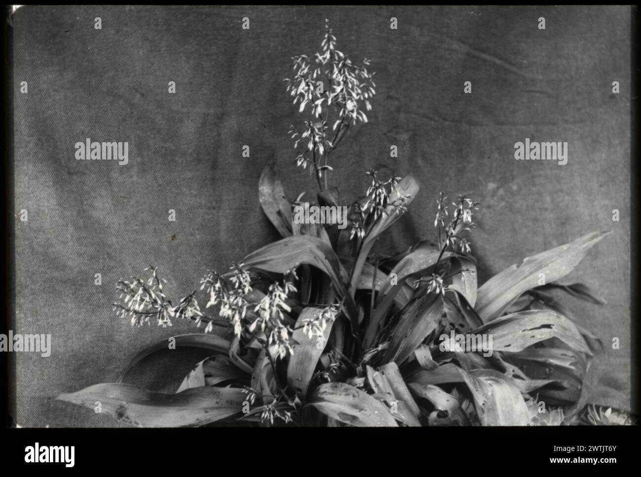 The rock lily (Arthropodium cirrhatum) .... colour transparencies ...