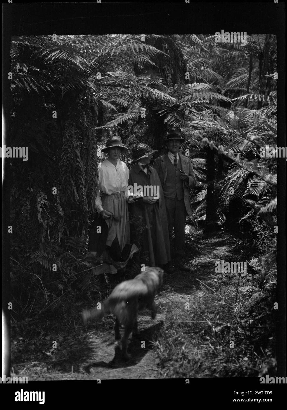 People in thick bush Nitrate negatives, black-and-white negatives Stock ...