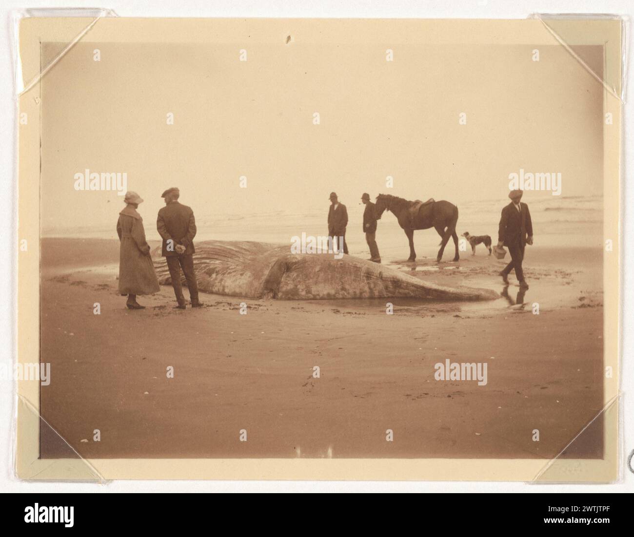 Beached whale black-and-white prints Stock Photo - Alamy