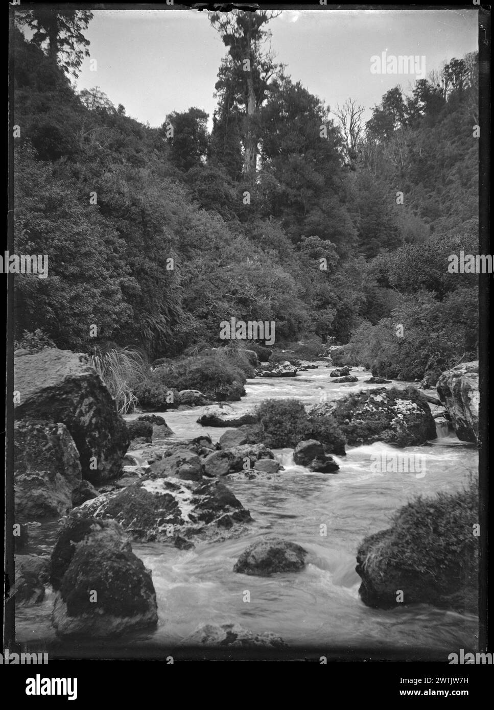 Bush View black-and-white negatives Stock Photo - Alamy