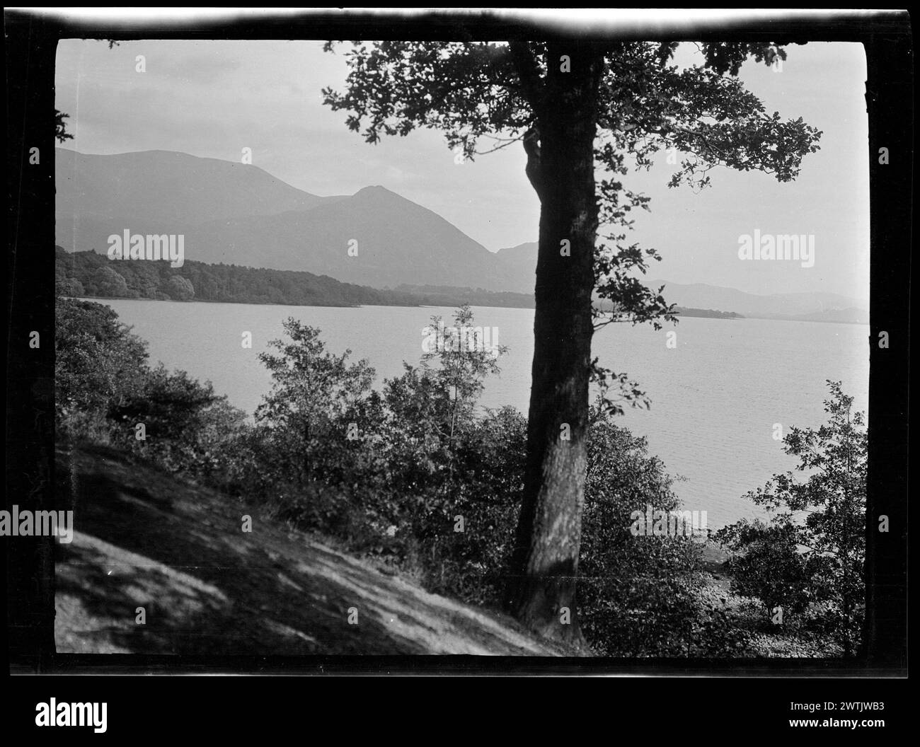 Tree by the water gelatin silver negatives, black-and-white negatives ...