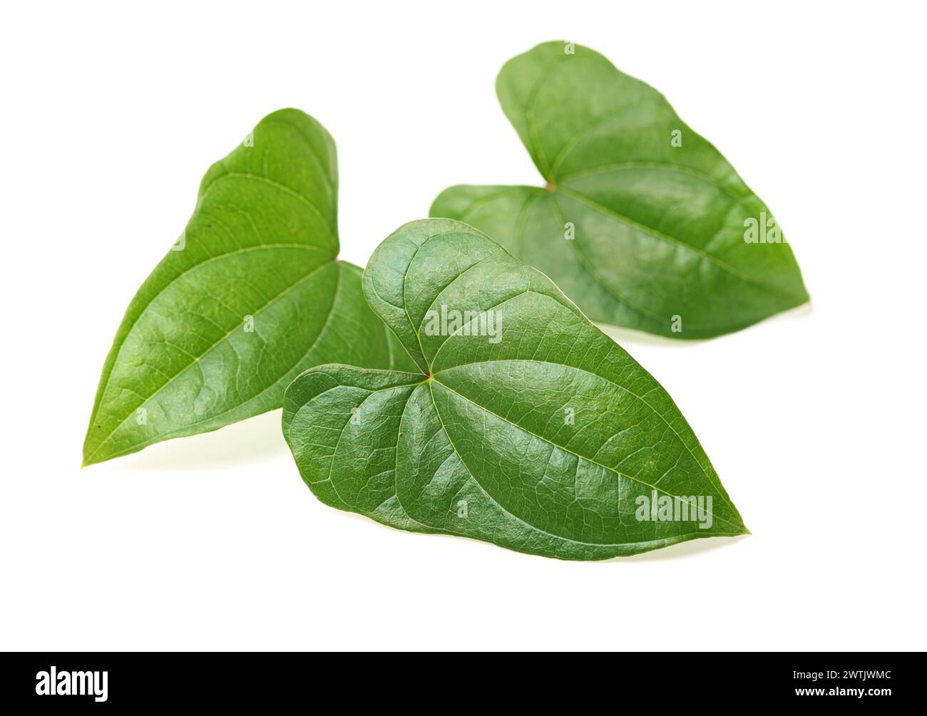 yam leaf on white background Stock Photo - Alamy