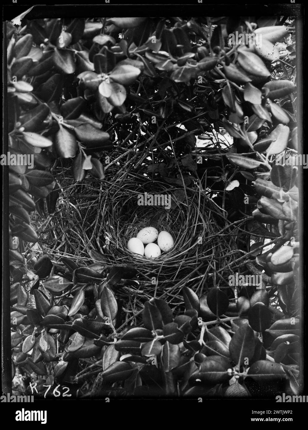 Tui's nest with four eggs black-and-white negatives Stock Photo - Alamy