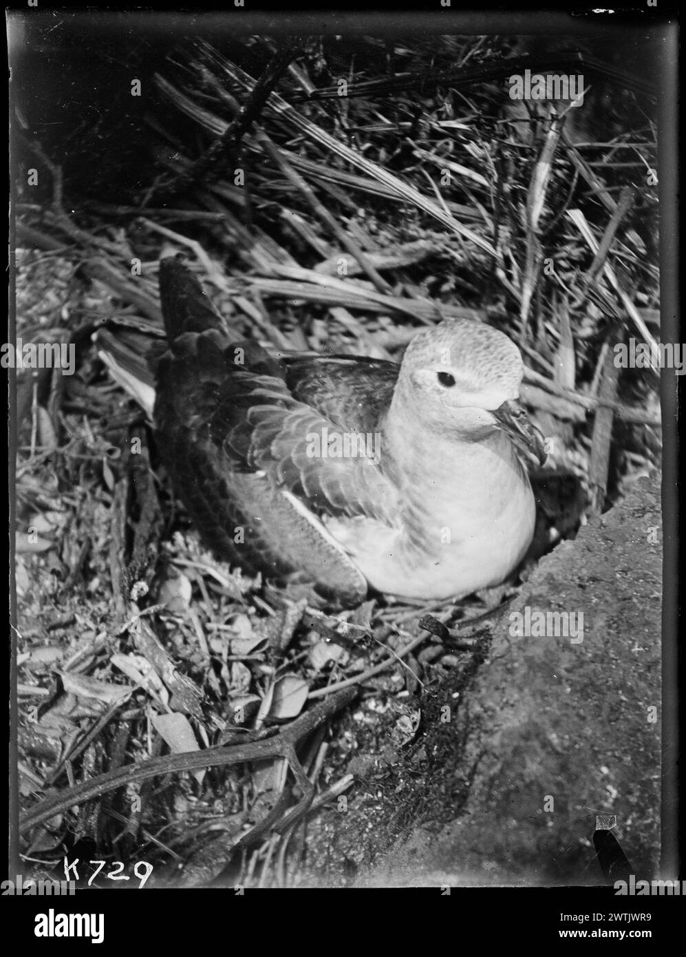 Black white photo head hi-res stock photography and images - Alamy