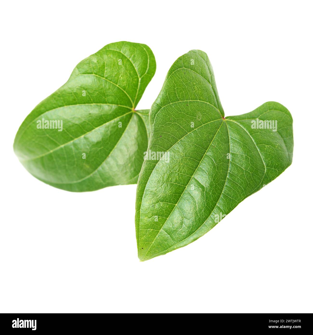 Yam leaves Cut Out Stock Images & Pictures - Alamy