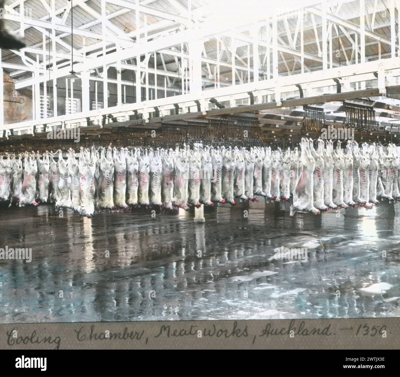 Carcass inspection, Freezing Works lantern slides Stock Photo - Alamy