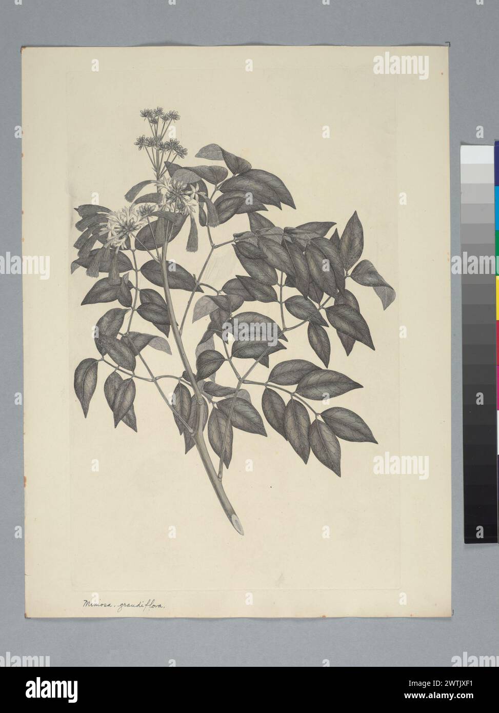 Abarema grandiflora (Bentham) Kostermans prints, copper engravings ...