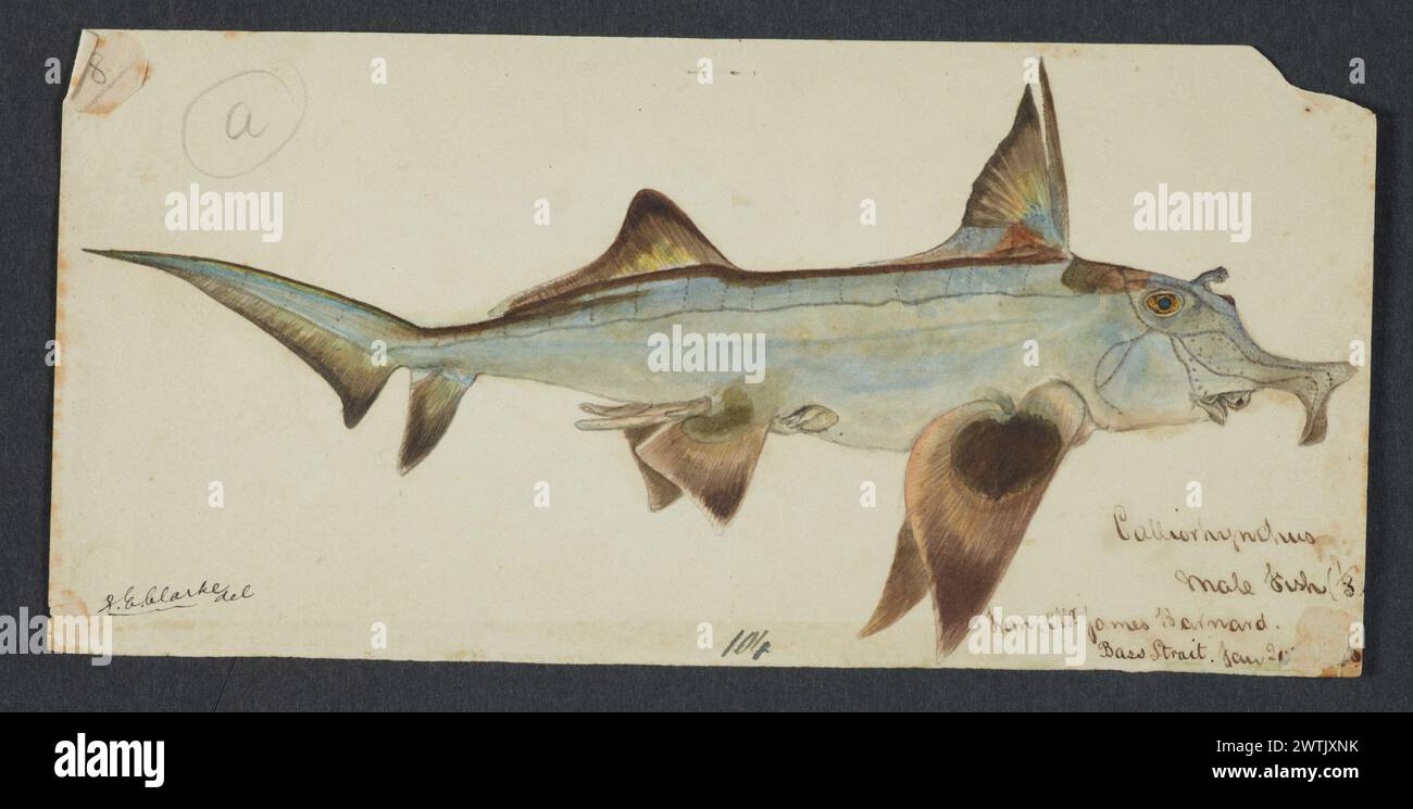 Callorhynchus milii (Tas) : Elephant fish works on paper Stock Photo ...