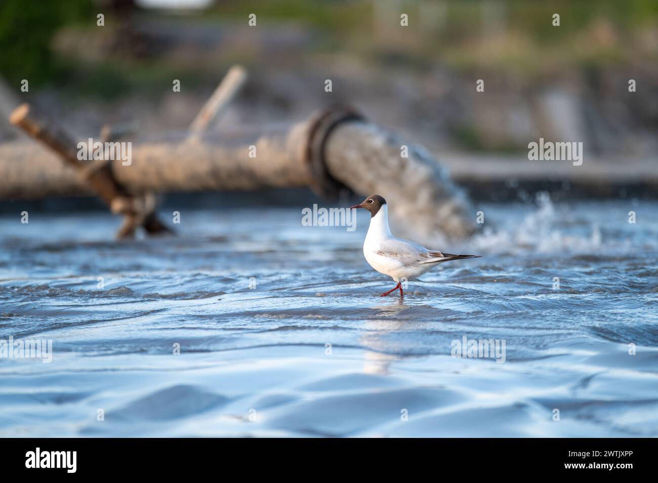 Beach restoration using a sand transfer system in Engure, Latvia Stock ...