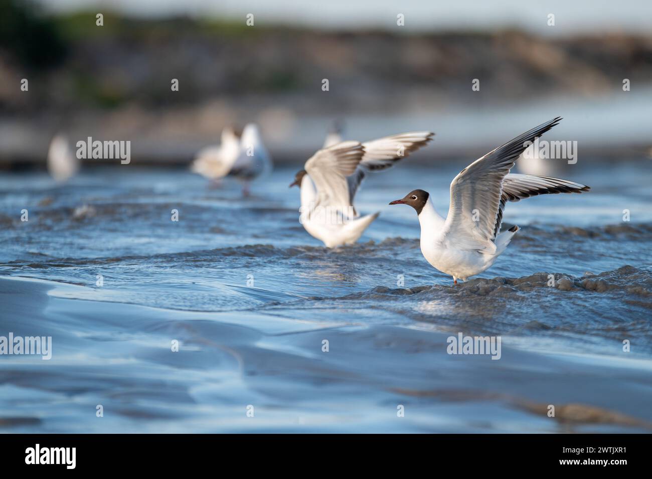 beach restoration using a sand transfer system, seagulls walk along the ...