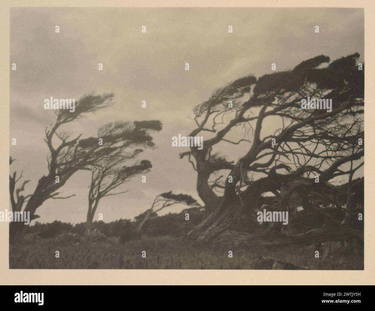 The prevailing wind on the Wilson Property, Invercargill photographic ...