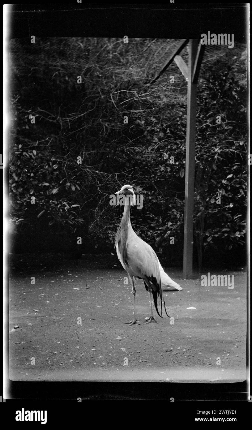 Captive bird species Black and White Stock Photos & Images - Alamy