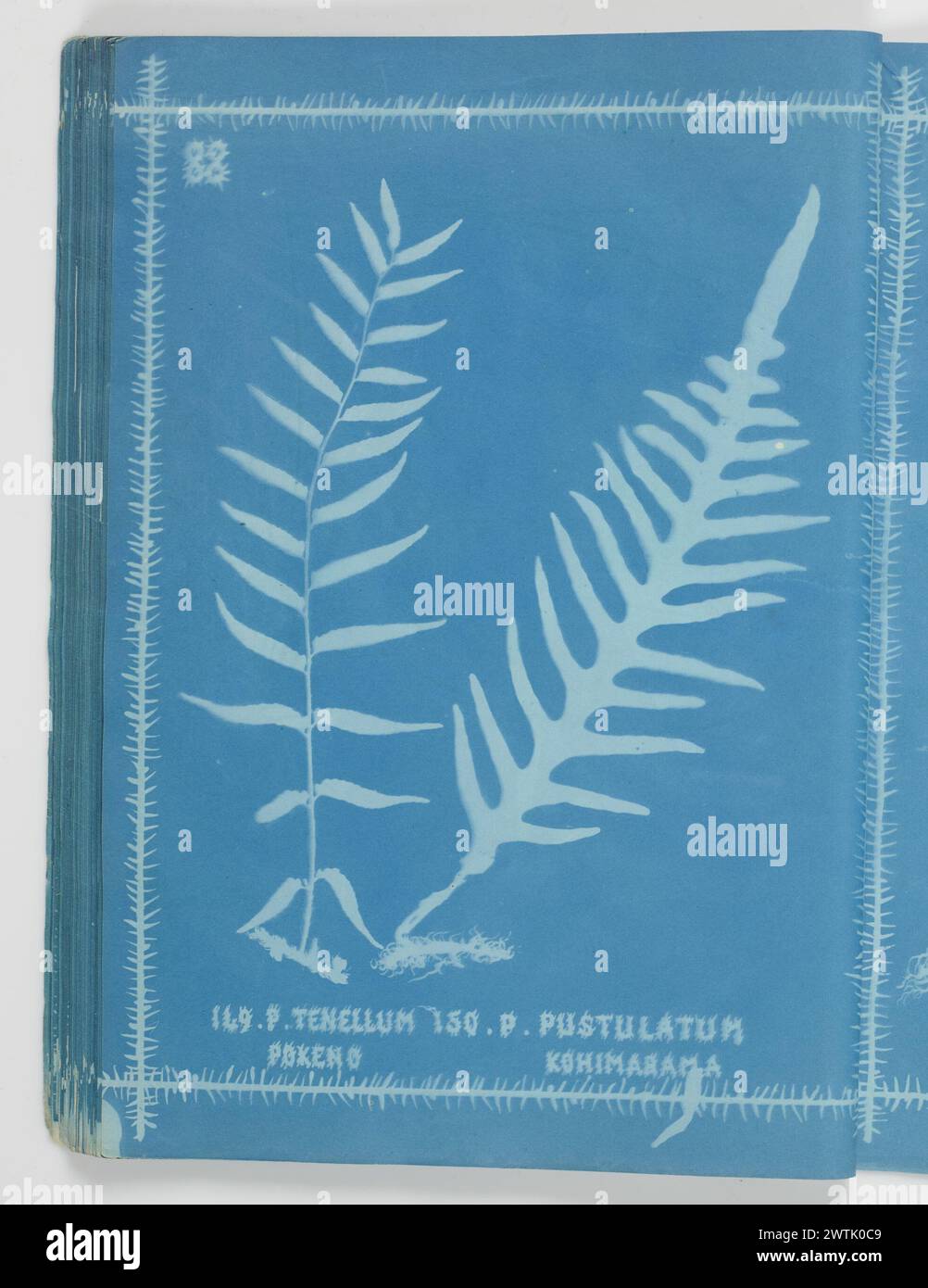 P. tenellum, Pokeno, P. pustulatum, Kohimarama. From the album: New ...