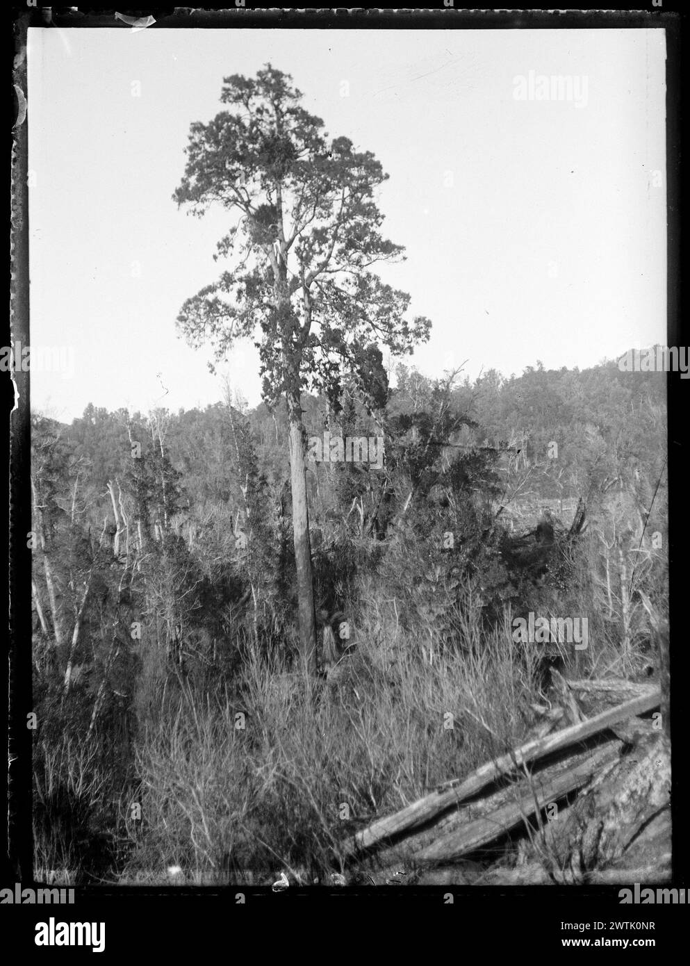 Rimu tree, Ohau River valley gelatin dry plate negatives, black-and ...