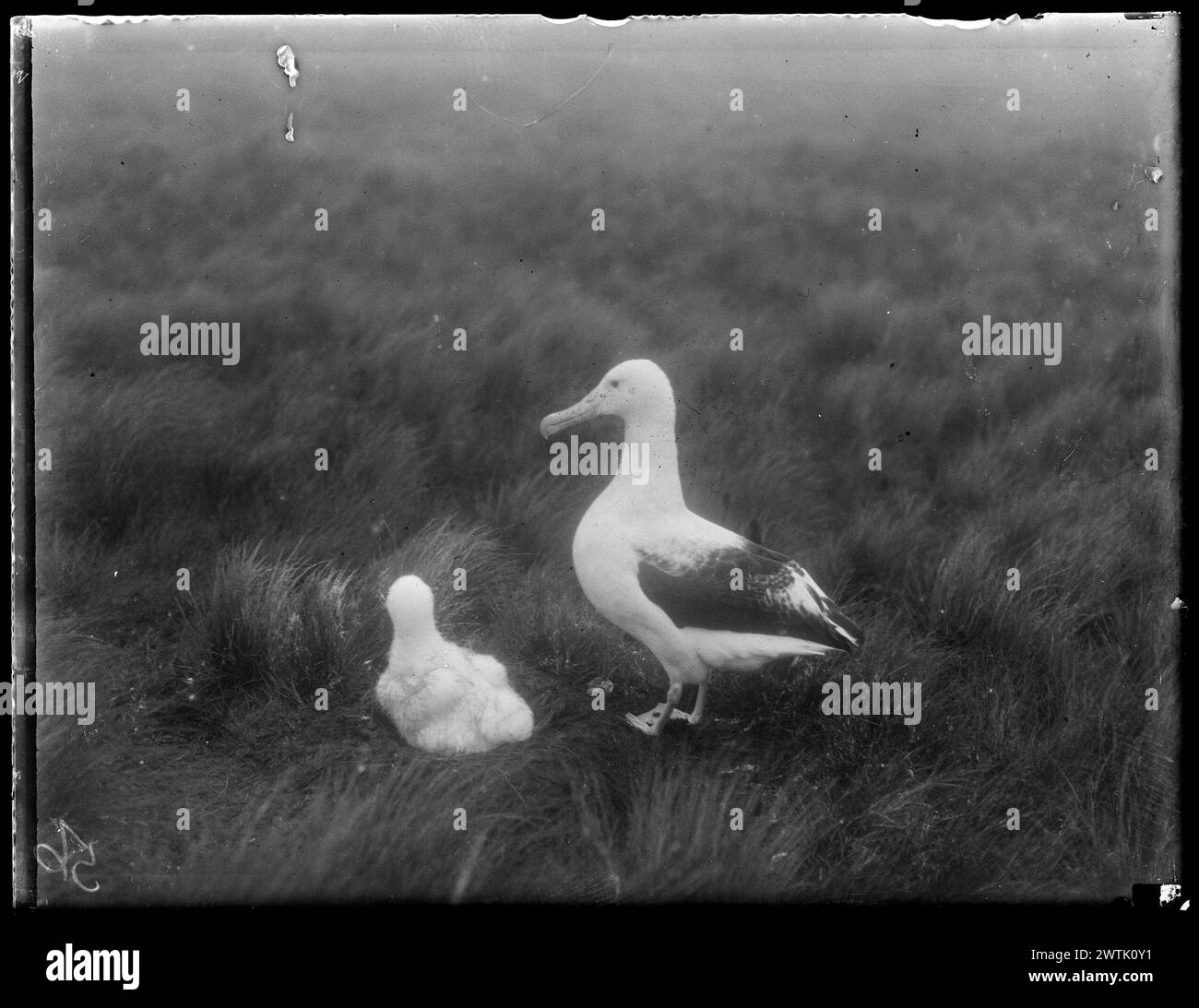 Diomedea epomophora (Procellariiformes) black-and-white negatives ...