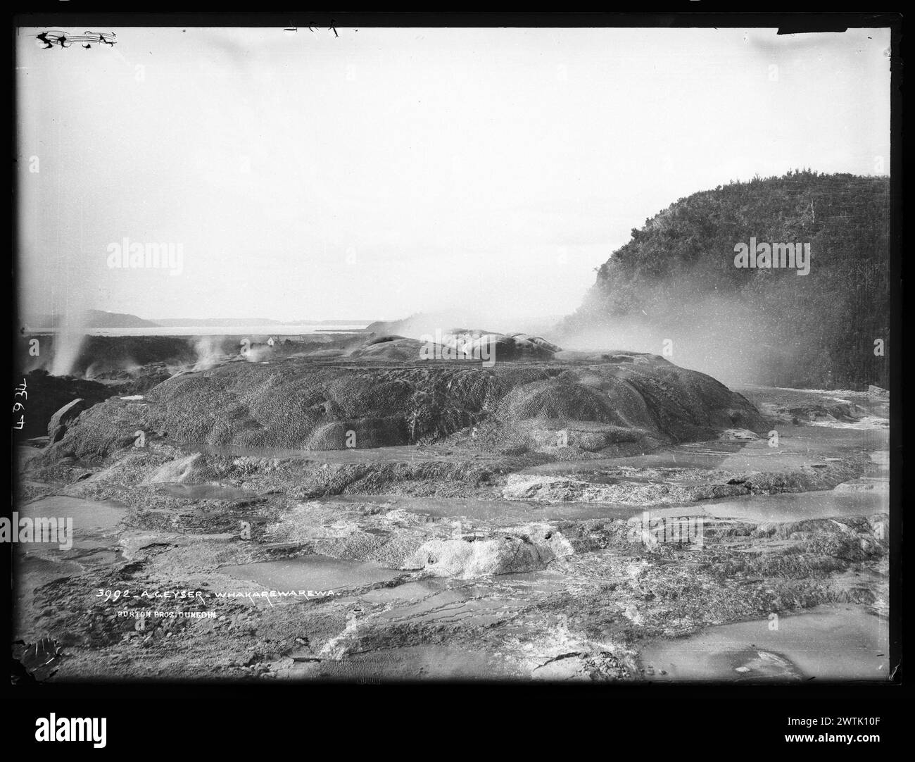 A geyser, Whakarewarewa gelatin dry plate negatives, black-and-white ...