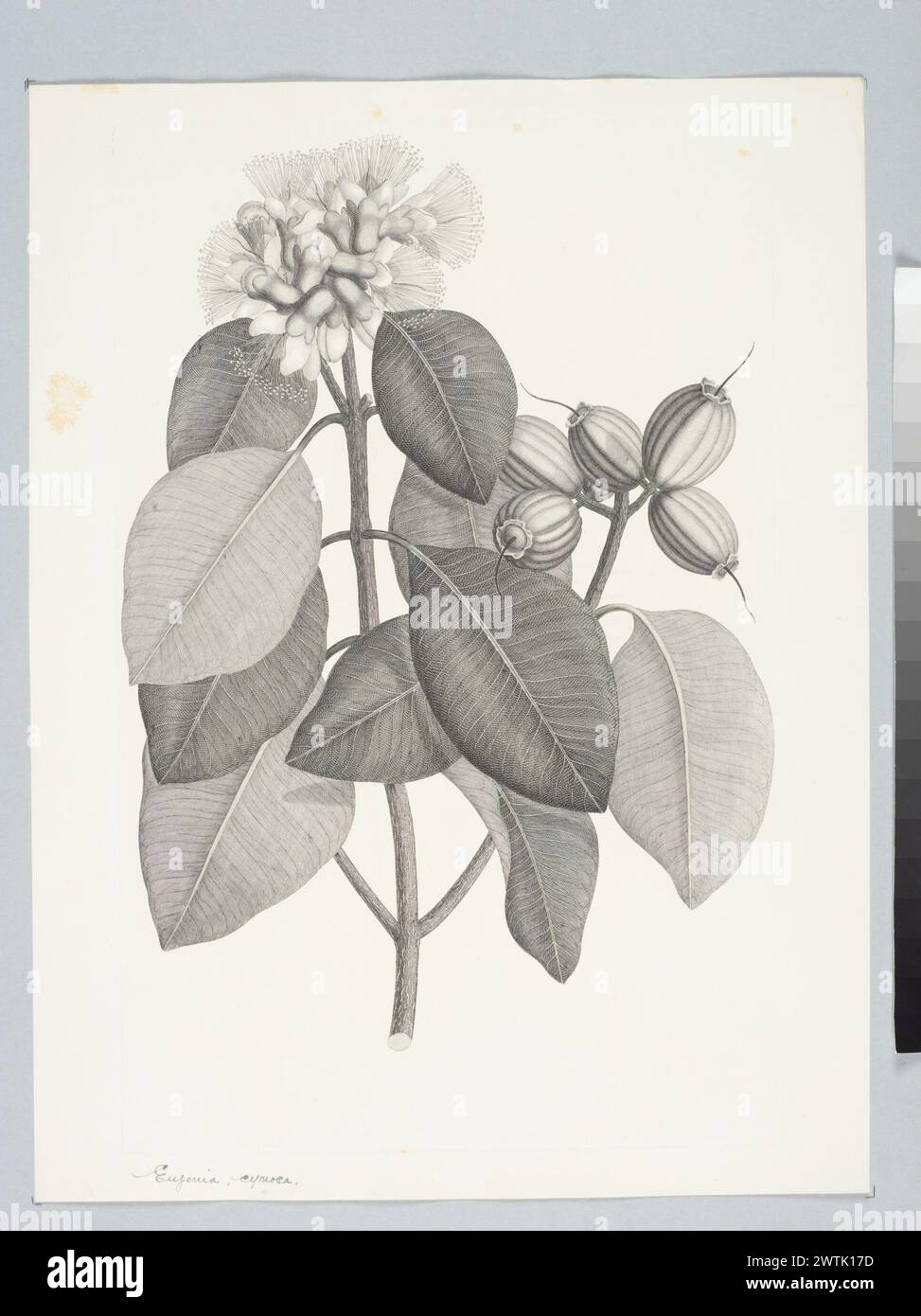 Syzygium suborbiculare (Bentham) Hartley & Perry prints, copper ...