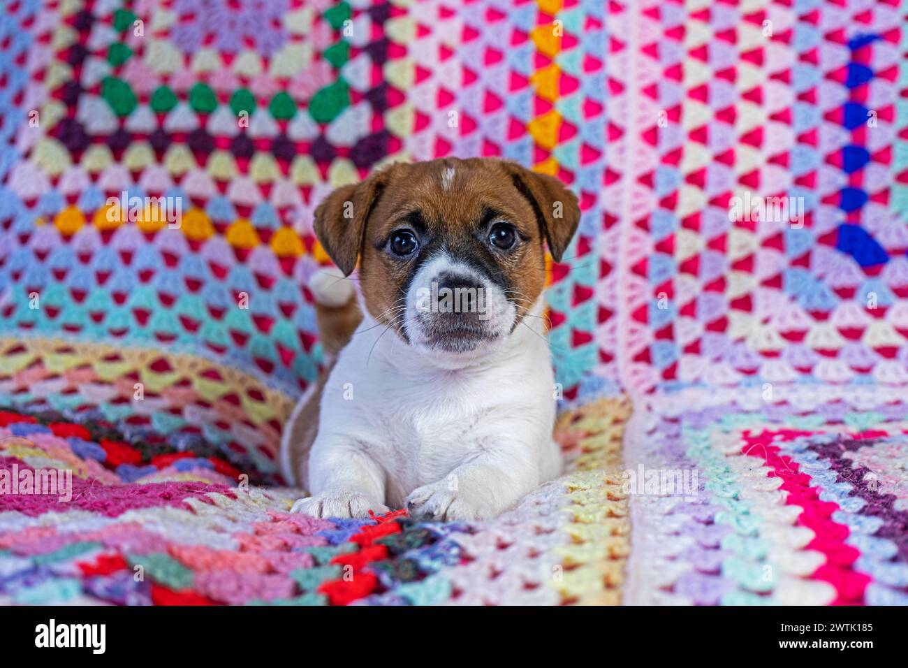 Jack Russell terrier puppy lies on a knitted multi-colored blanket with ...