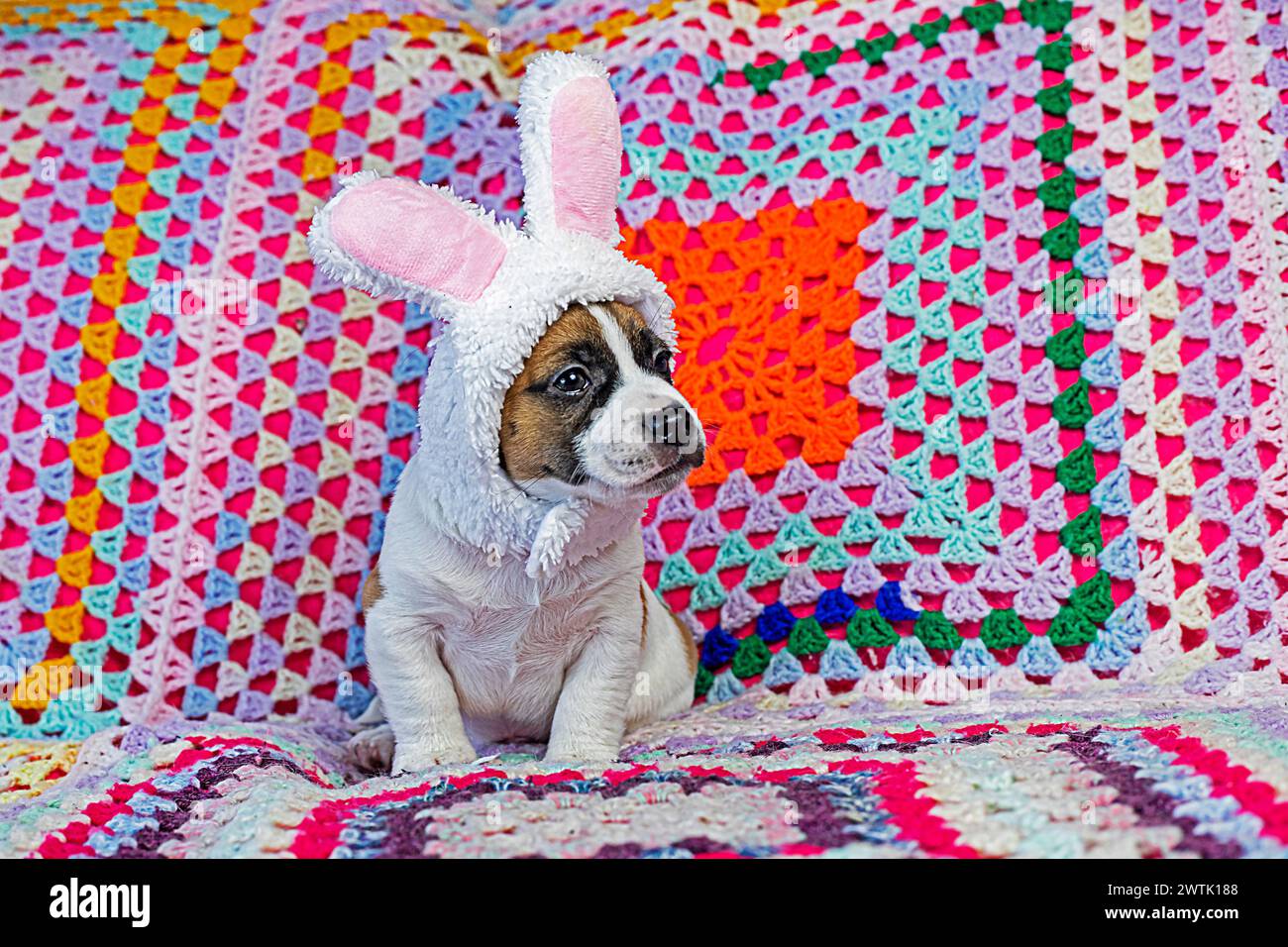 Jack Russell terrier puppy in the form of a Bonnie bunny on a multi ...