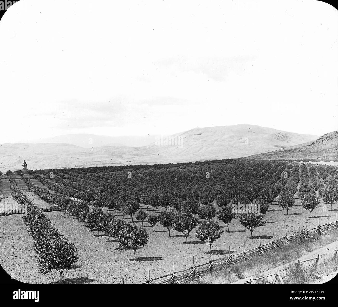 Transparency - Young orchard, Vernon, BC, about 1900 Stock Photo - Alamy