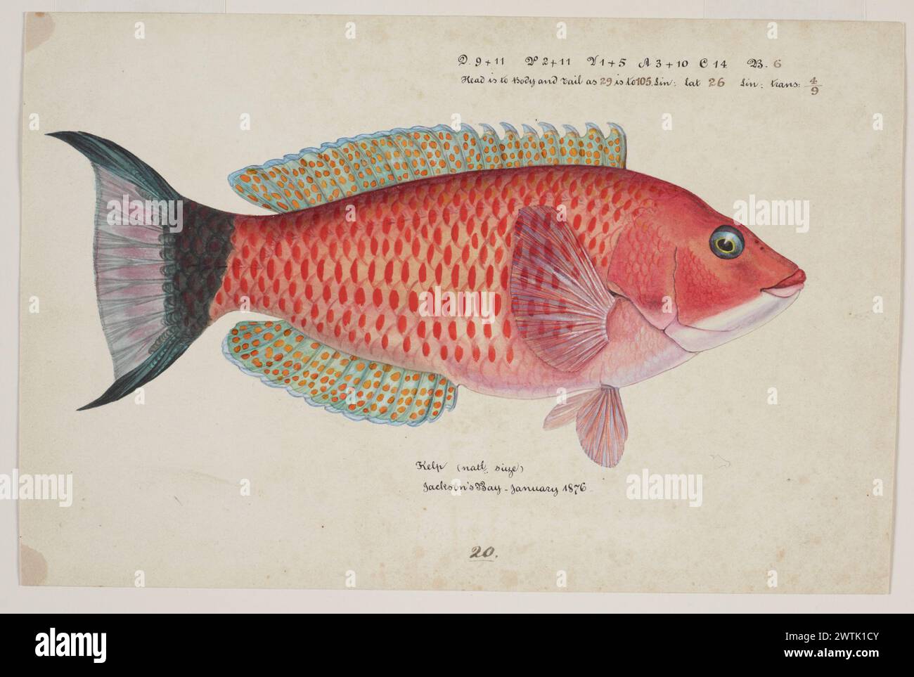 Pseudolabrus miles (Kelp) watercolours, works on paper Stock Photo - Alamy