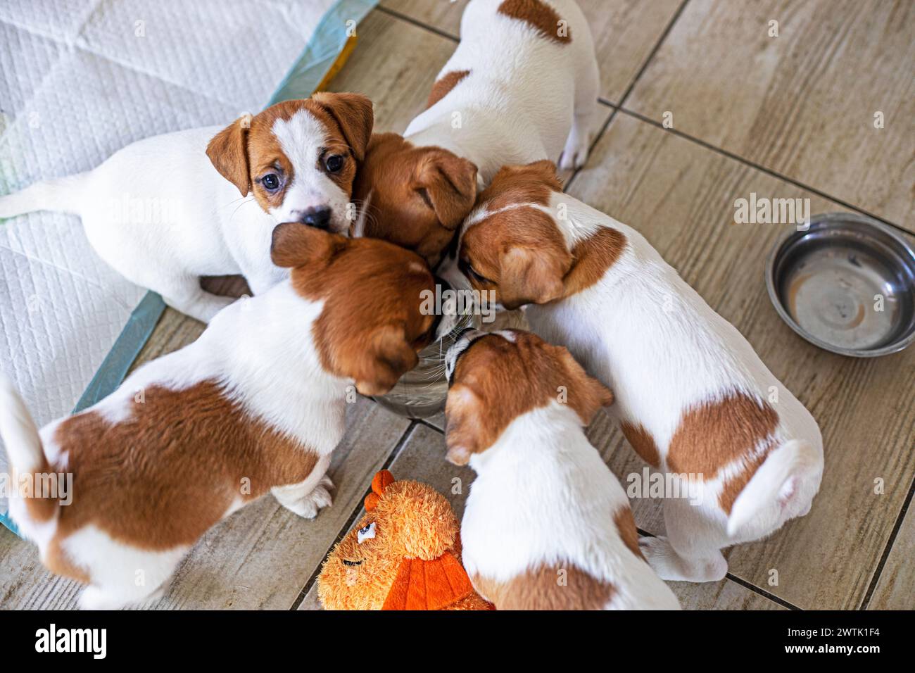 little Jack Russell terrier puppies drink water Stock Photo - Alamy