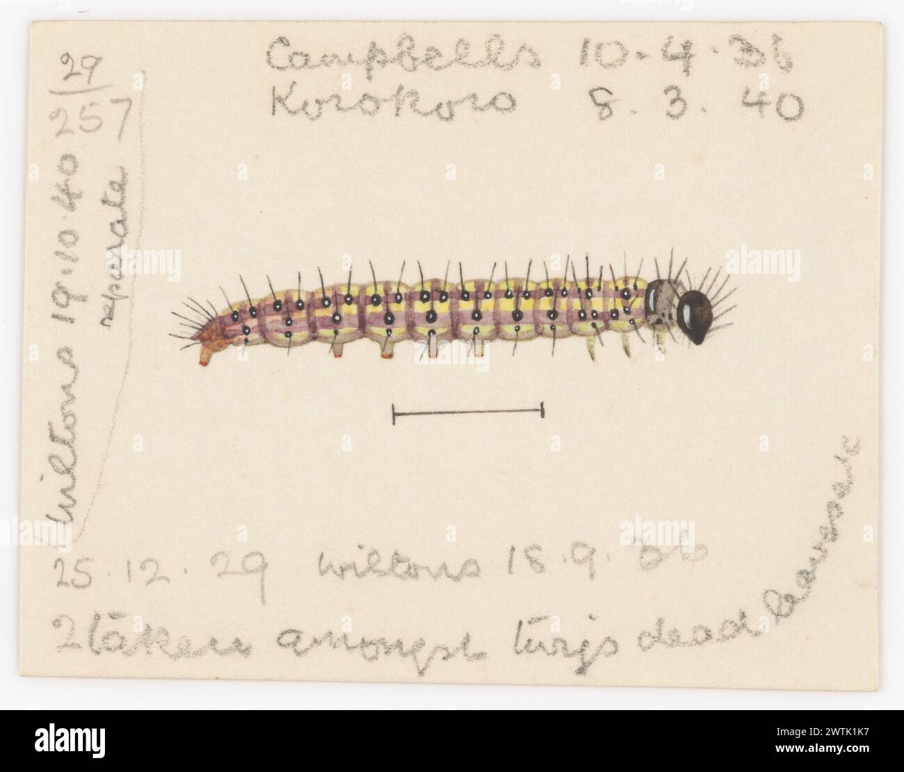 Illustration entomology study insects hi-res stock photography and ...