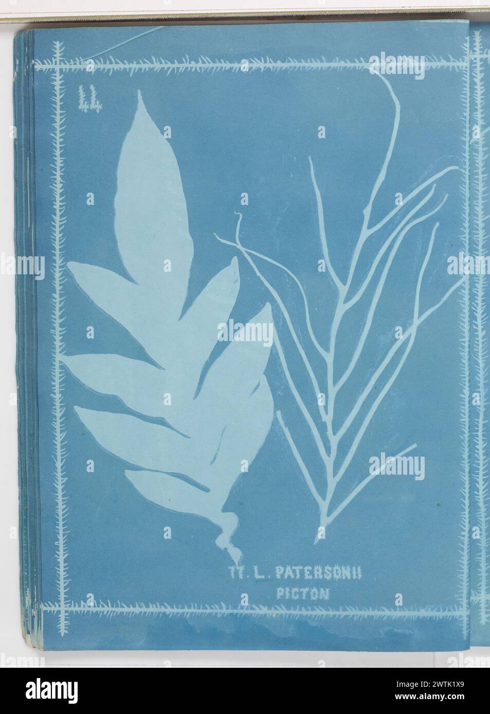 L. patersonii, Picton. From the album: New Zealand ferns. 172 varieties ...