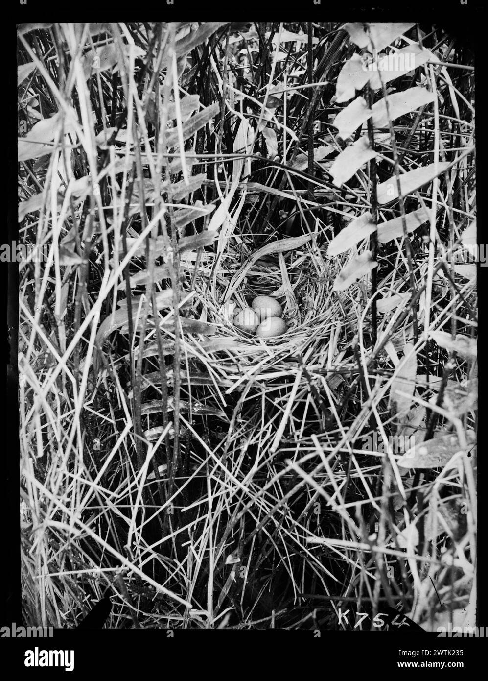 Land Rails nest in swamp (Denham Bay), 3 eggs black-and-white negatives ...