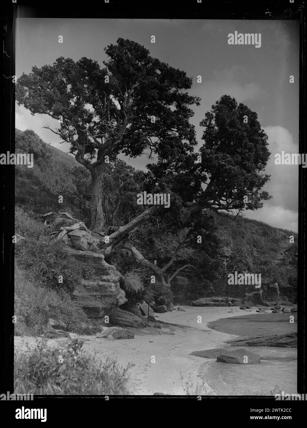 View of coastal tree black-and-white negatives Stock Photo - Alamy