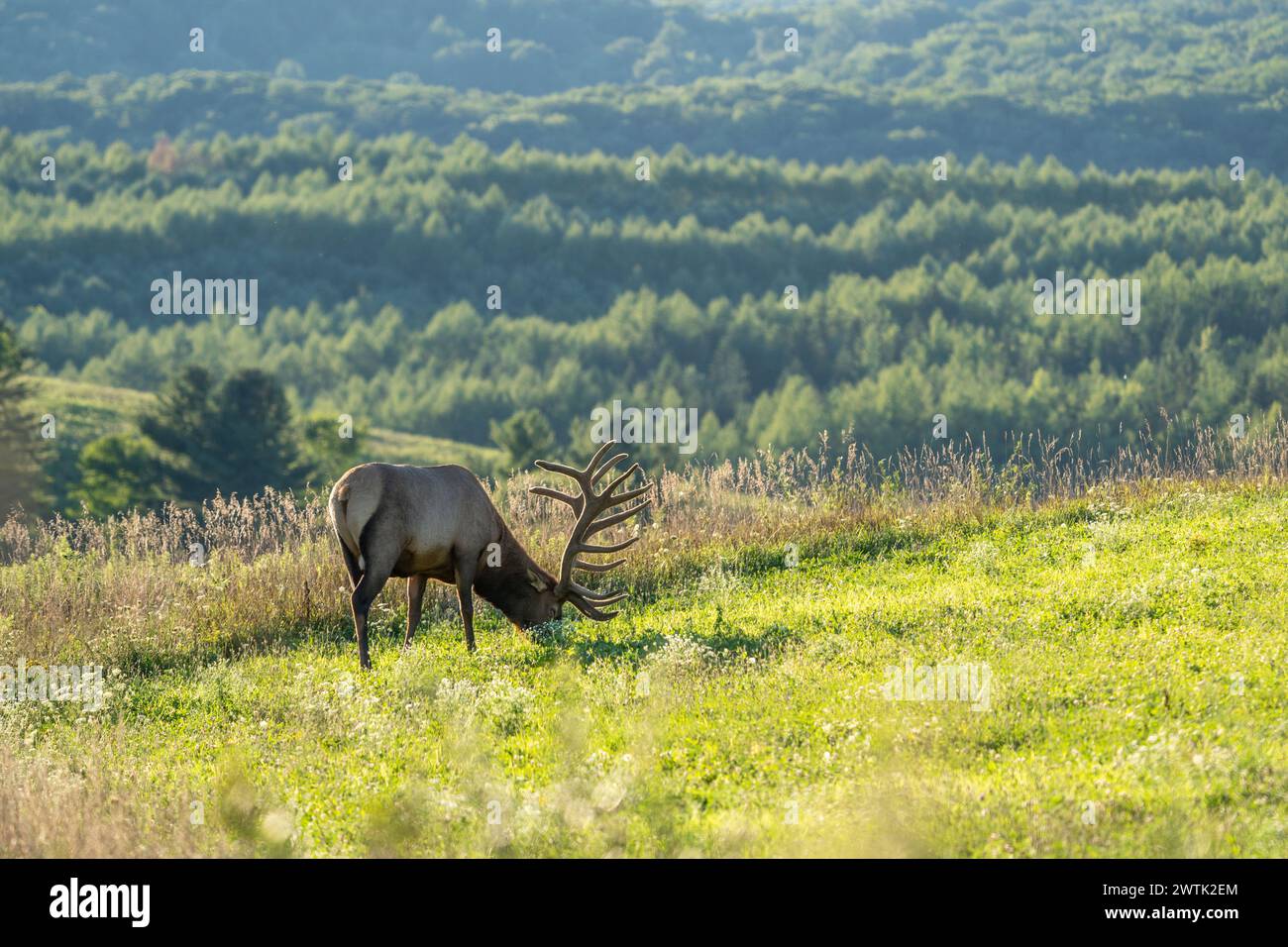 Light brown elk hi-res stock photography and images - Alamy